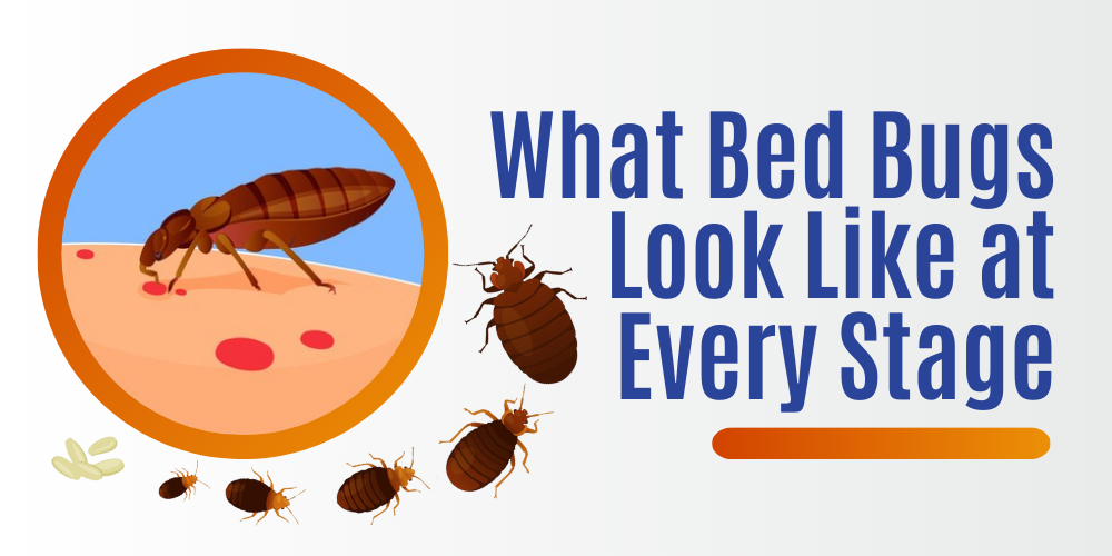 What Bed Bugs Look Like at Every Stage - Heat RX